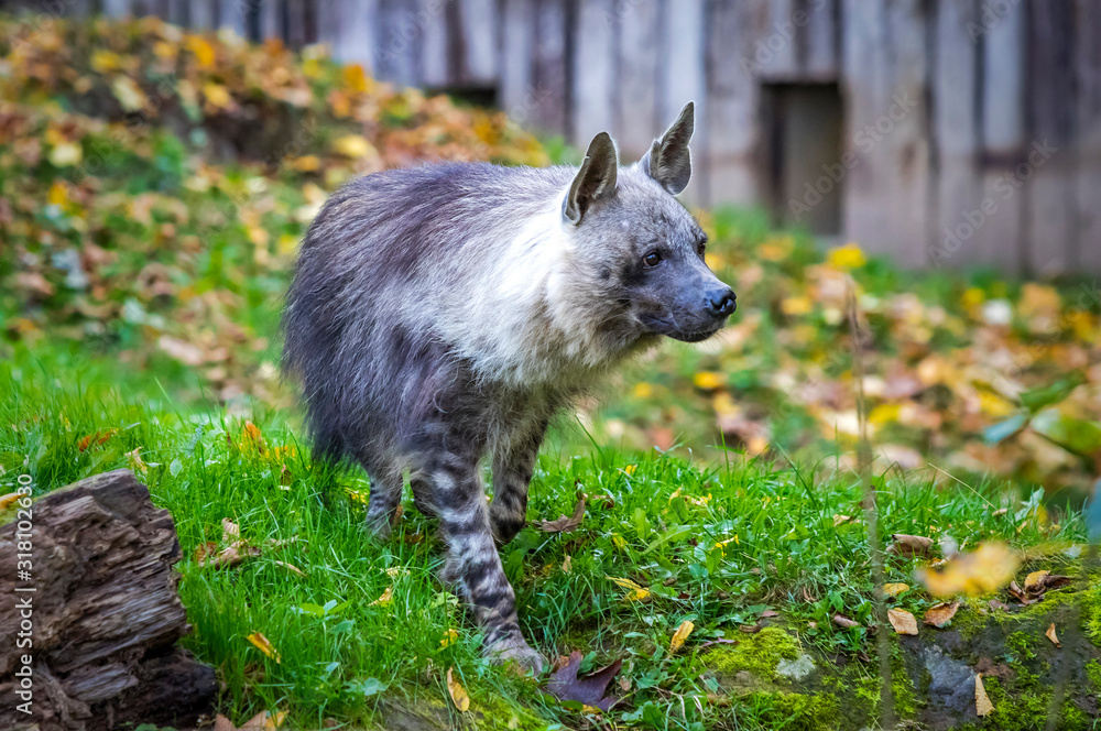 Stock-Foto „The brown hyena (Hyaena brunnea), also called strandwolf ...