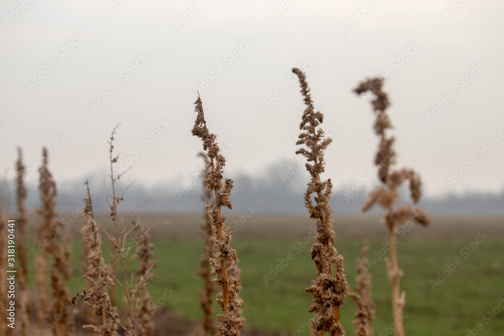 Darnel plants in the field. Dry darnel weed wallpaper. Darnel ...
