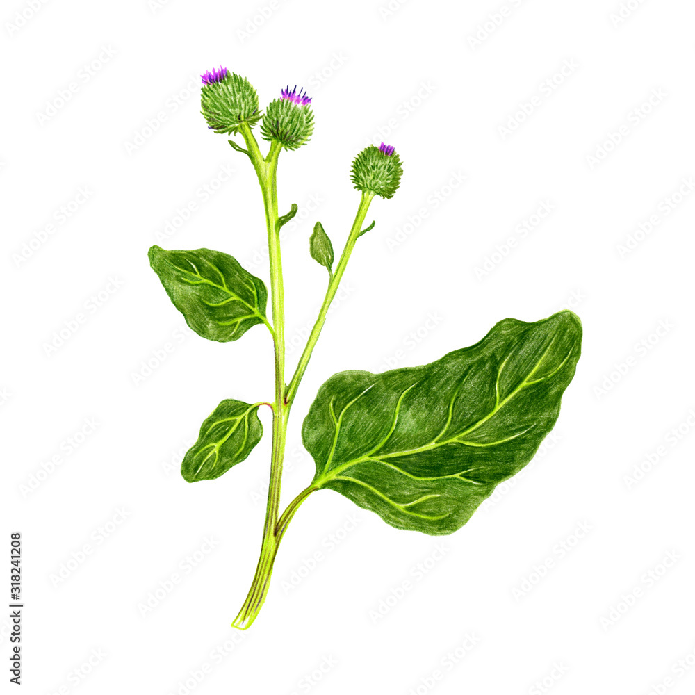 burdock, drawing by colored pencils Stock Illustration | Adobe Stock