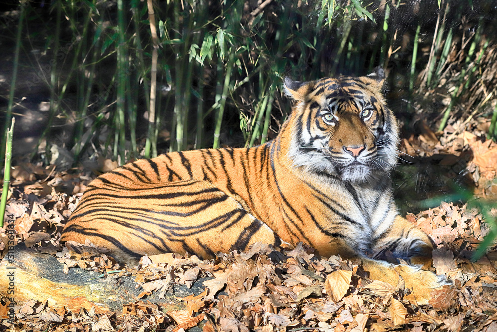 WROCLAW, POLAND - JANUARY 21, 2020: The Sumatran tiger (Panthera tigris ...