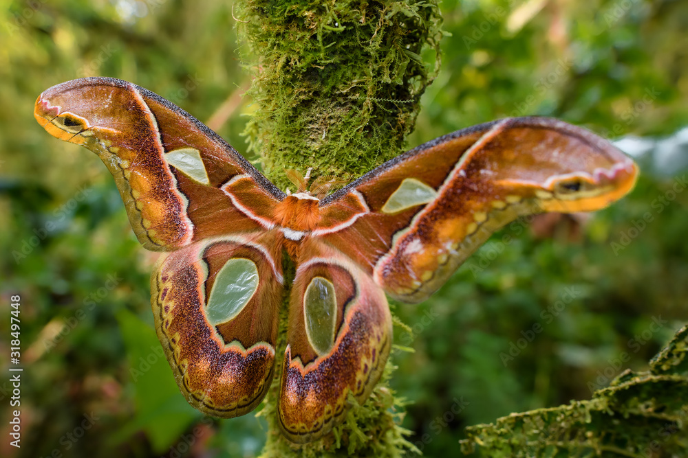 Emperor moth - Rothschildia aricia, beatuful large colored moth from ...