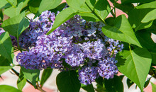 Syringa Tree With Leaves & Berries Free Stock Photo - Public Domain ...