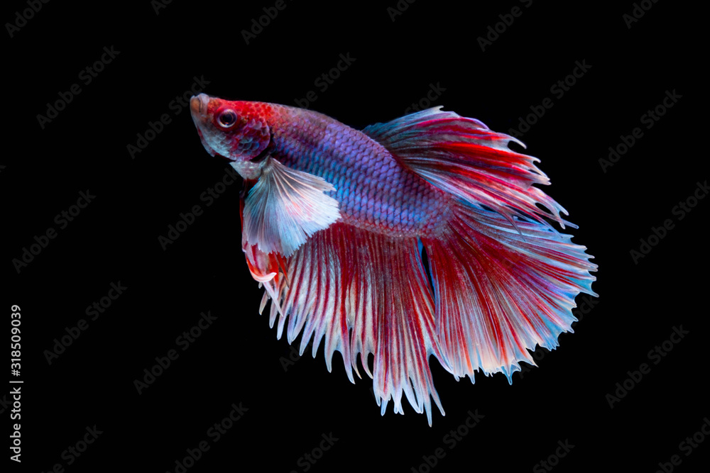 The Moving Moment of Red Blue Half Moon Big Ear oe Elephant Ear Betta ...