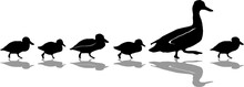 Animal Portrait,wild Duck And Chicks Free Stock Photo - Public Domain ...