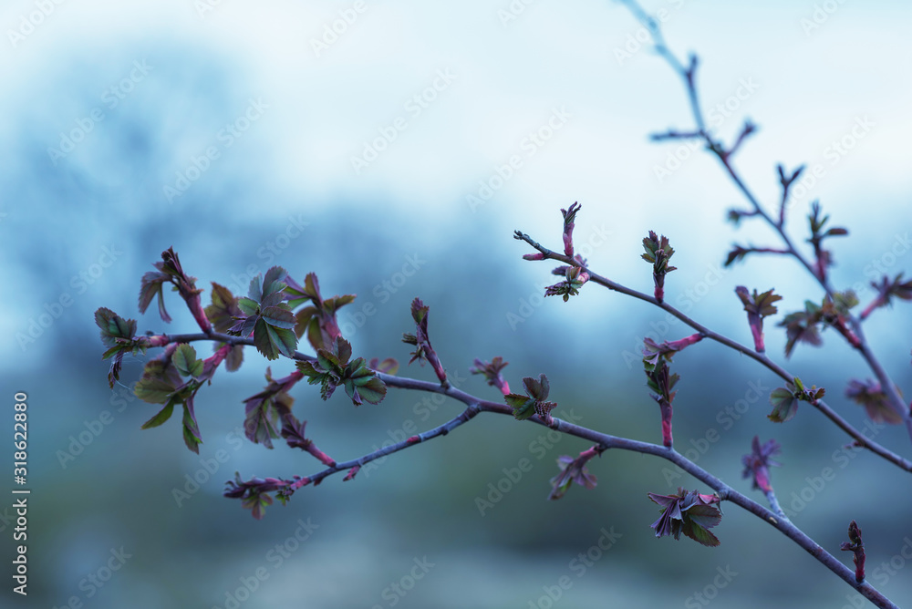 The first spring gentle leaves, buds and branches. Toned image spring ...