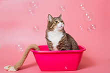 Cat Bubble Bath Free Stock Photo - Public Domain Pictures