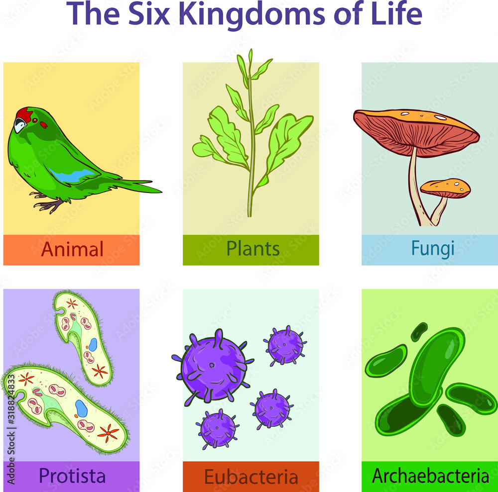 Image vectorielle Stock Domain and Kingdoms of Organisms classification ...