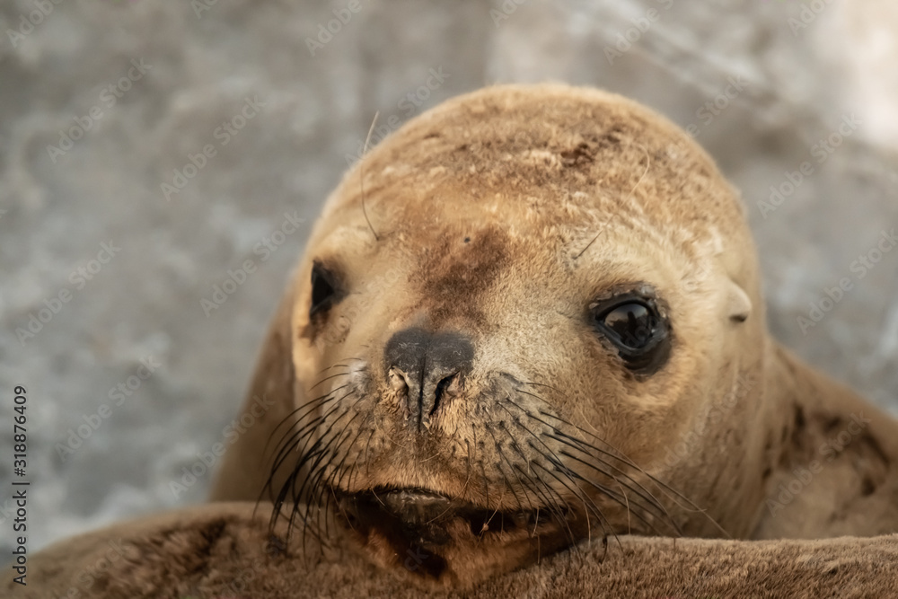 Huge sea lion and fur seal colonies on an island in the Beagle Channel ...
