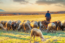 Shepherd And Flock Of Sheep Free Stock Photo - Public Domain Pictures