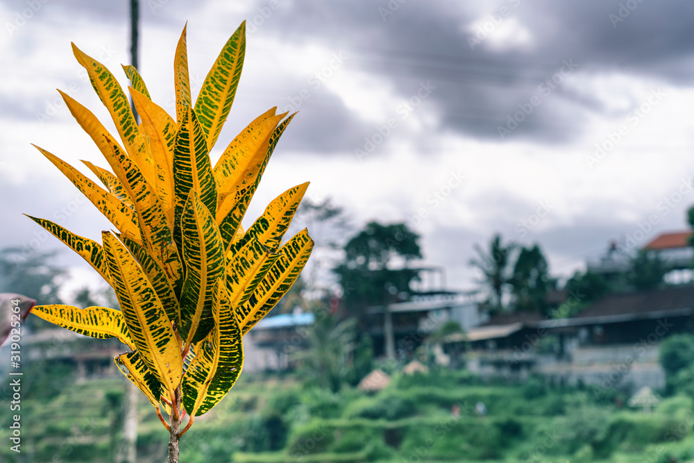 Close view at croton tree leaves, they are used as live fence on rice ...