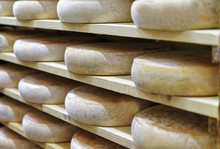 Cheese Ripening Free Stock Photo - Public Domain Pictures