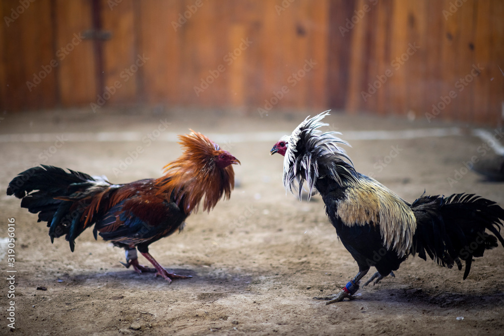 Foto de Stock Peleas de gallos, Mexico | Adobe Stock