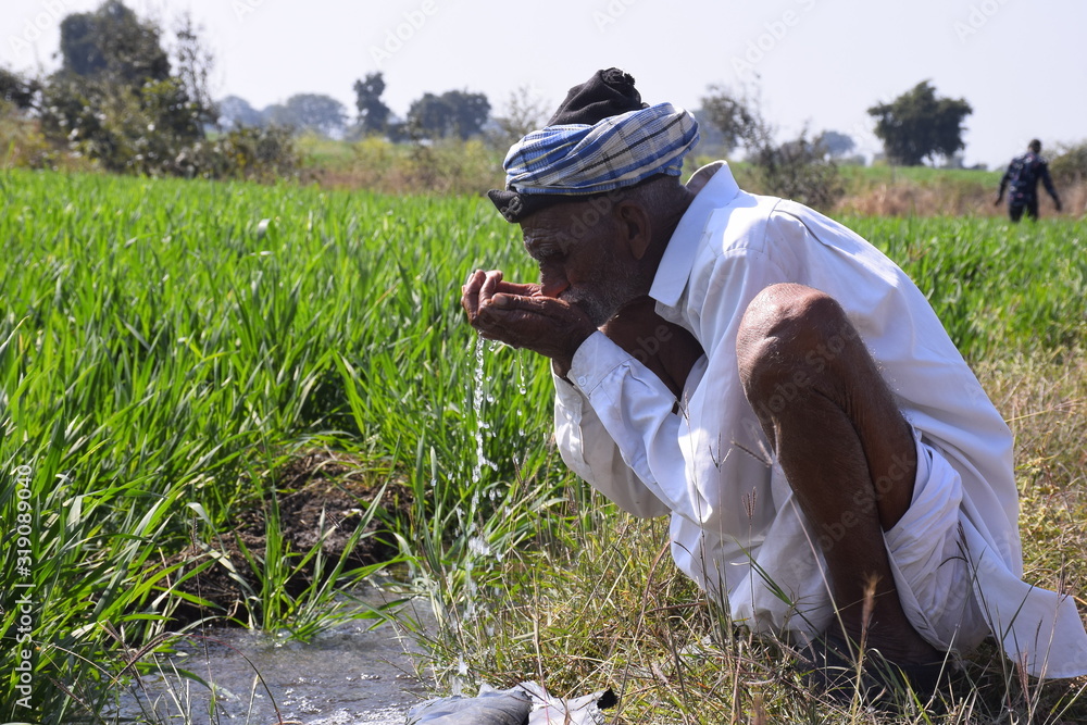 Elderly Indian farmer drinking water in his Wheat field. Water jet ...