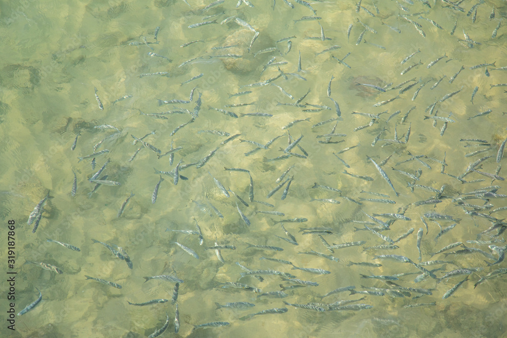 Foto de Stock Shoal of fish in seawater, many sea fishes top view, free ...