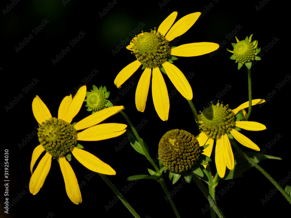 Rudbeckia laciniata or Cutleaf coneflower, flowering plant in aster ...