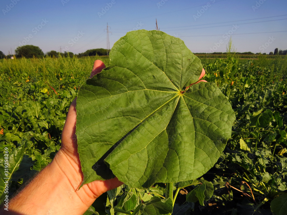 Abutilon theophrasti, velvetleaf, velvet plant, velvetweed, Chinese ...