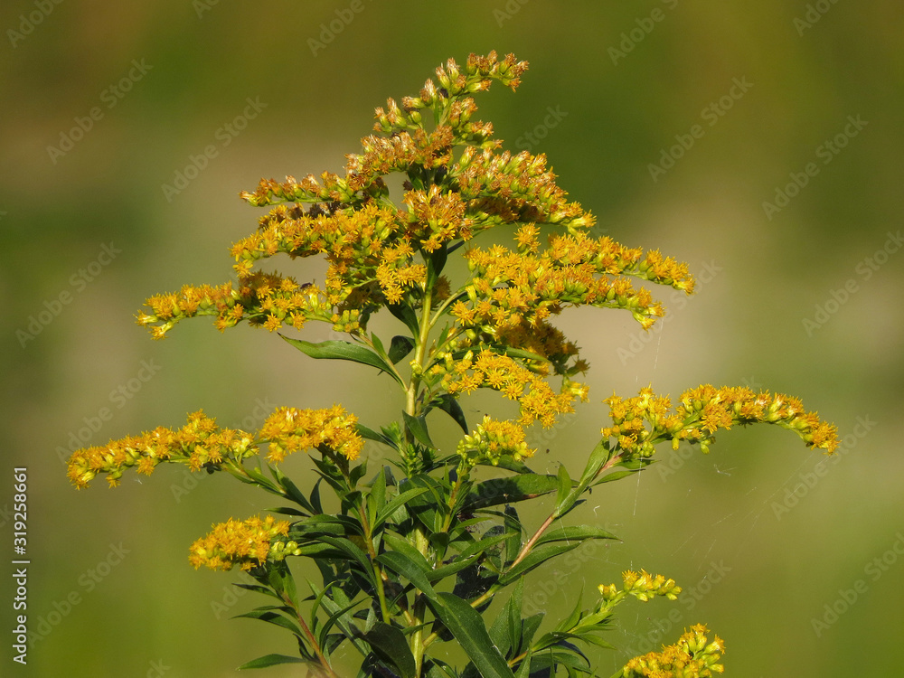 Foto Tall goldenrod or giant goldenrod (Solidago gigantea), North ...
