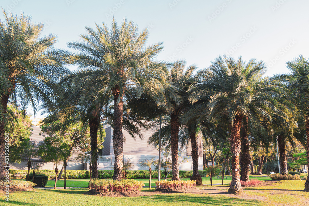 Silver date palm tree in a garden.Common names including the Indian ...