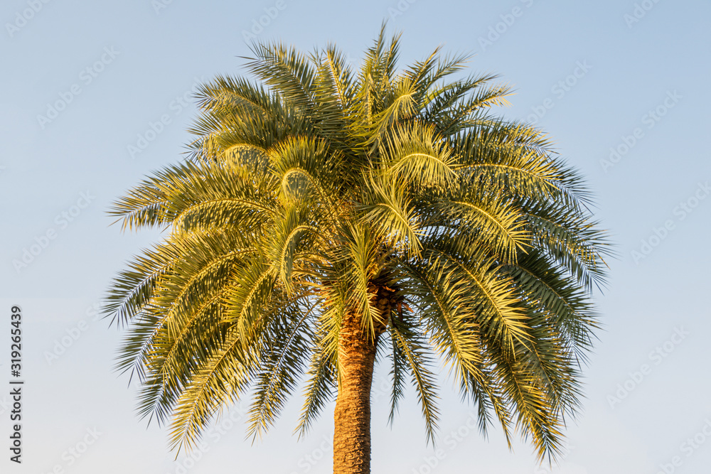 Silver date palm tree in a garden.Common names including the Indian ...