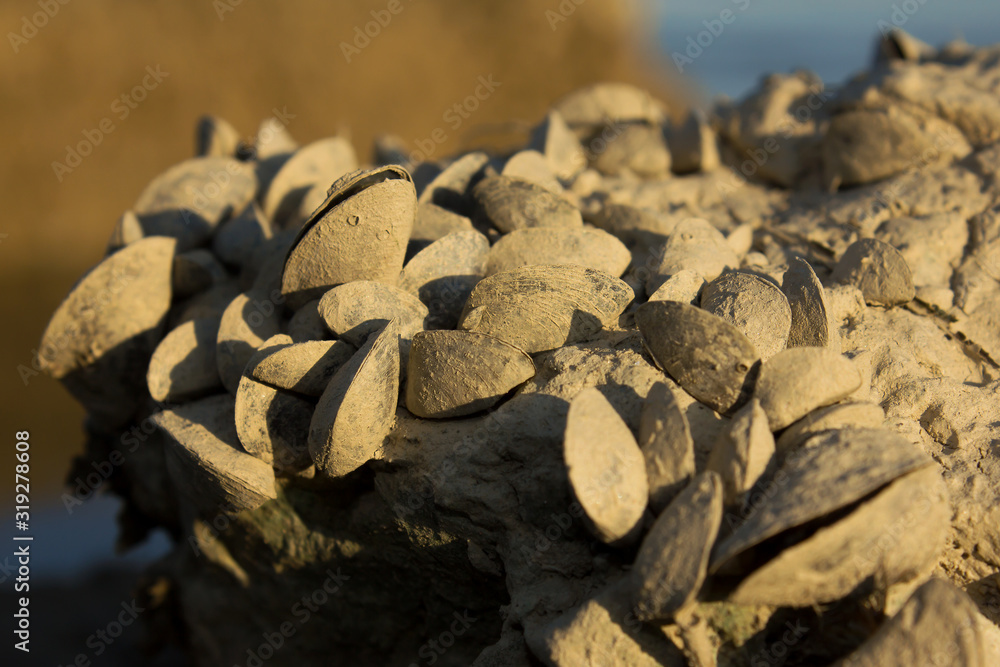 Zebra mussel (Dreissena polymorpha), a small freshwater mussel, very ...