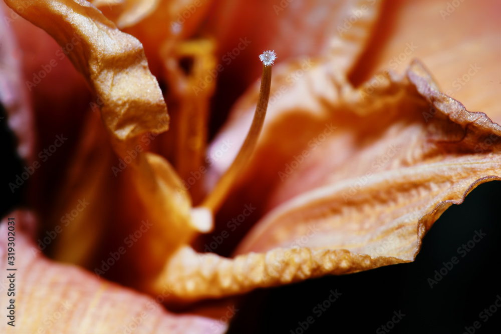 Foto de Stock Close up high contrast photograph of a Hemerocallis ...