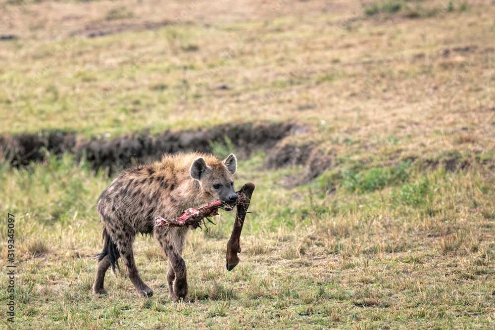 Hyena walking across the savannah with a leg bone in its mouth. Image ...