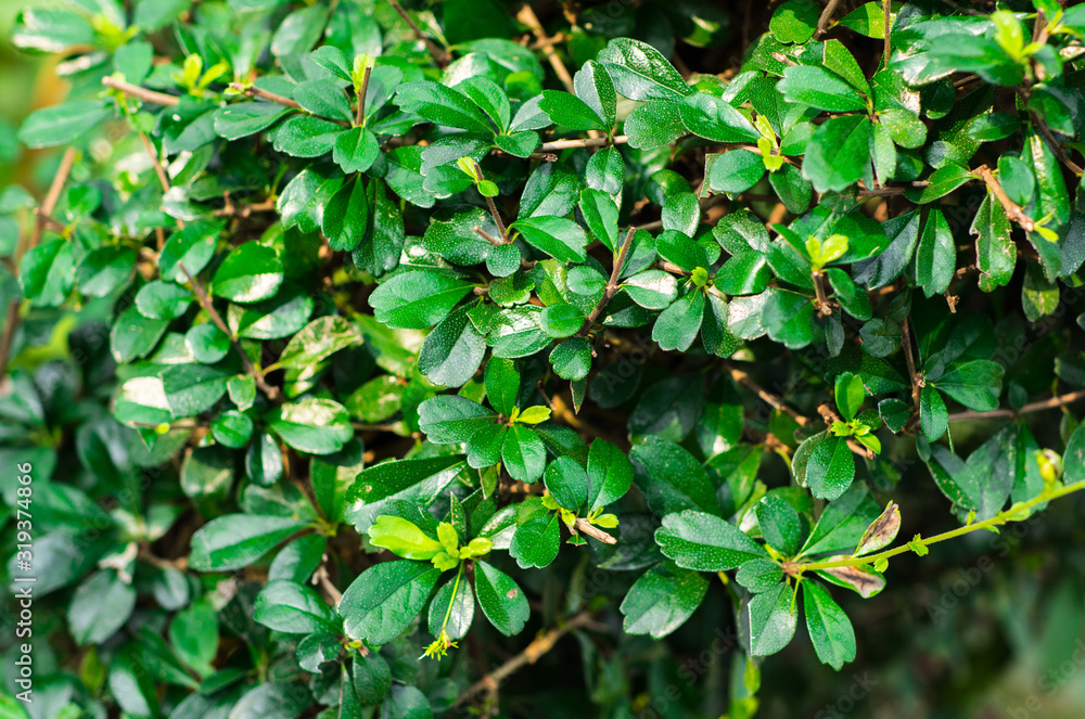 Fresh green leaves of Fukien tea or Philippine tea (Carmona Retusa ...