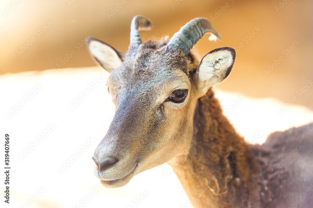 Female mountain goat. Molting a wild mountain goat in a zoo. Updating ...