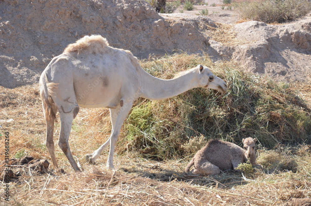 chamelon bébé dromadaire avec sa mère Chamelle Stock Photo | Adobe Stock