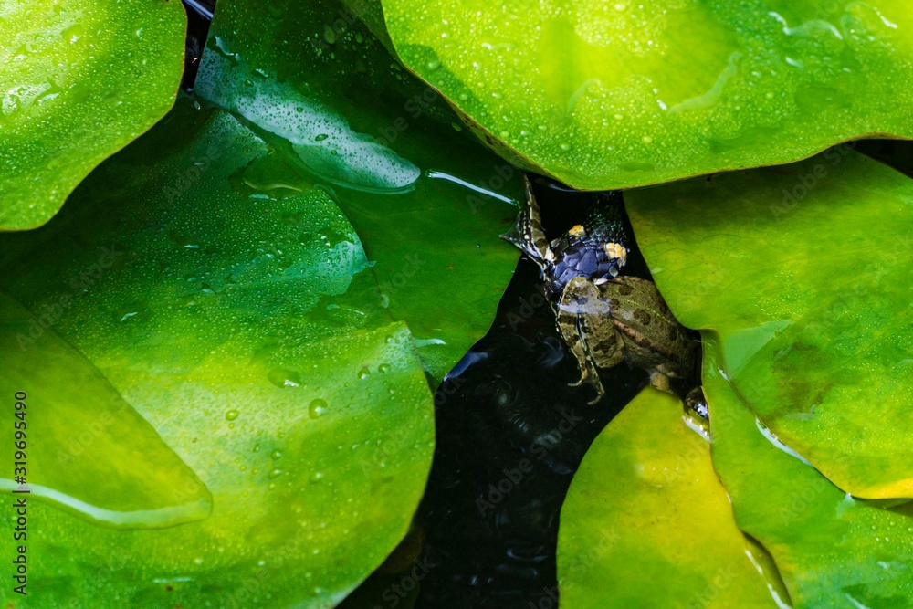 Ordinary non-toxic snake (lat. Natrix natrix) grabbed frog with its ...