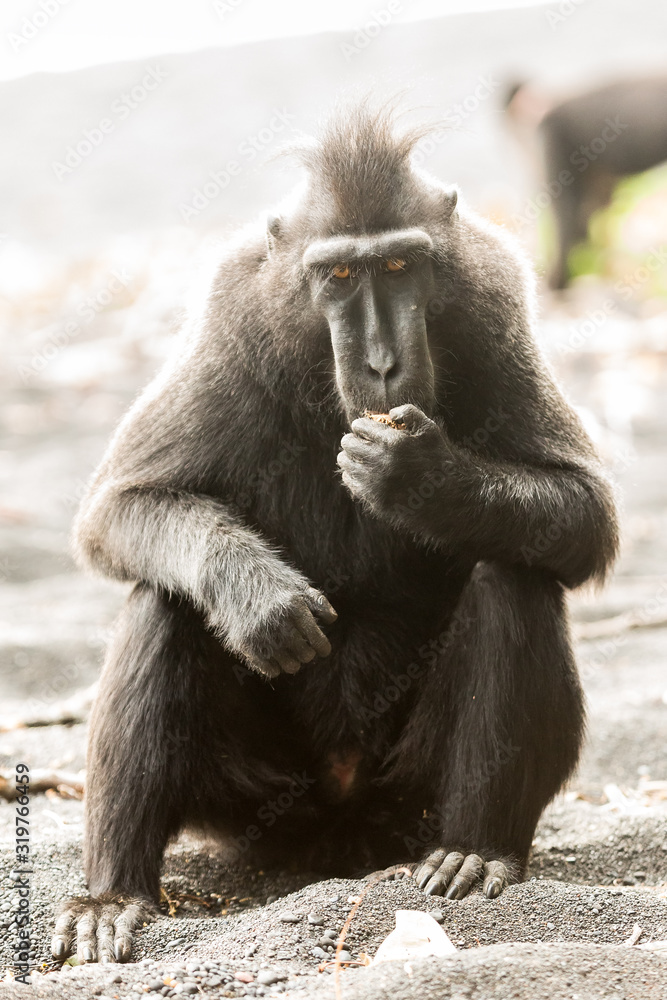 Beautiful Celebes crested macaque (Macaca nigra), aka the black ape, an ...