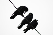 Three Crows Free Stock Photo - Public Domain Pictures