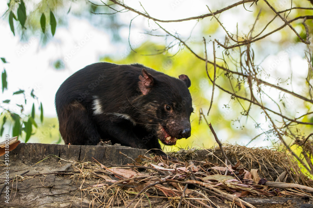Tasman Peninsula, Tasmania, Australia: Tasmanian devil endemic and ...