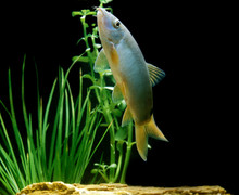 Aquarium Free Stock Photo - Public Domain Pictures