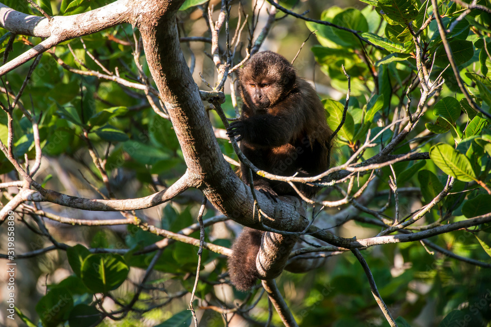 Scene of a crested capuchin monkey rests in a tree. The monkey looks at ...