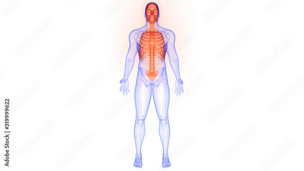 Human Skeleton System Axial Skeleton Anatomy Stock Illustration | Adobe ...