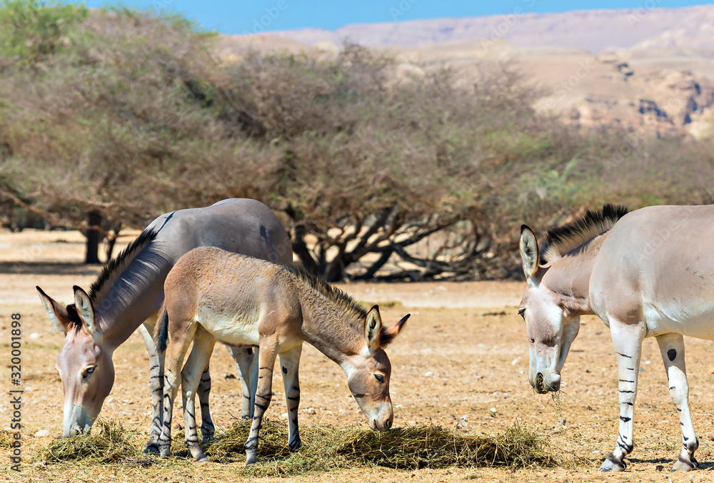 Somali wild donkey (Equus africanus) in nature reserve of the Middle ...