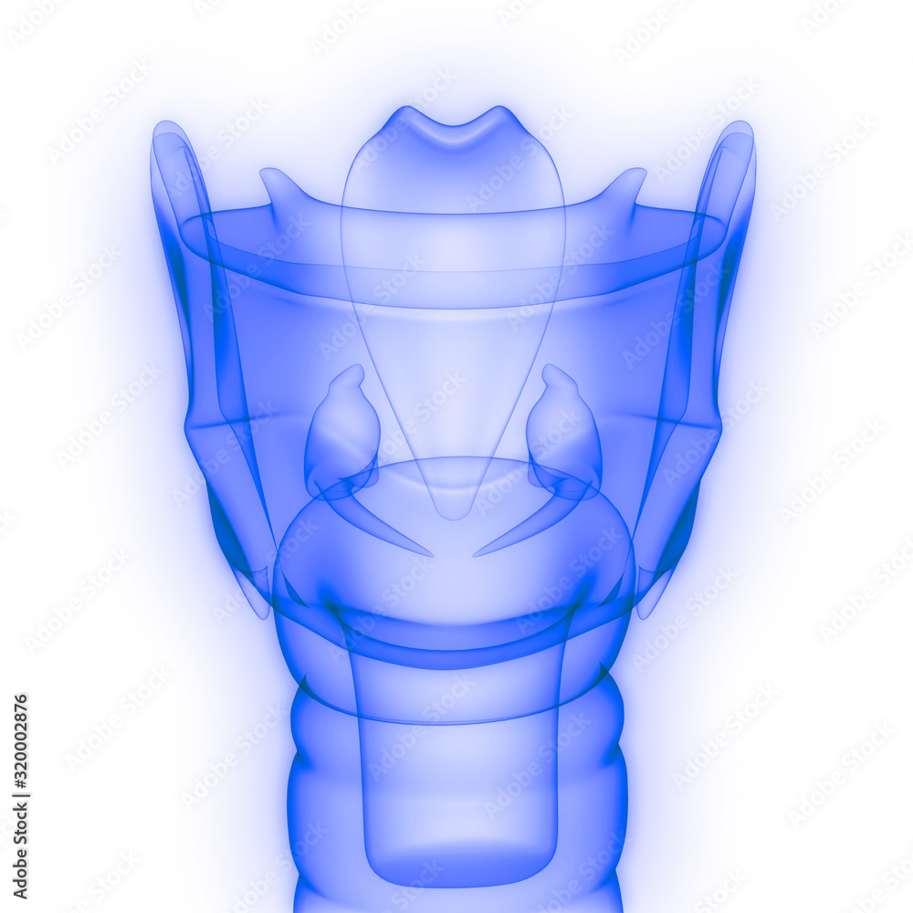 Human Internal Organs Larynx Anatomy X-ray 3D rendering Stock ...