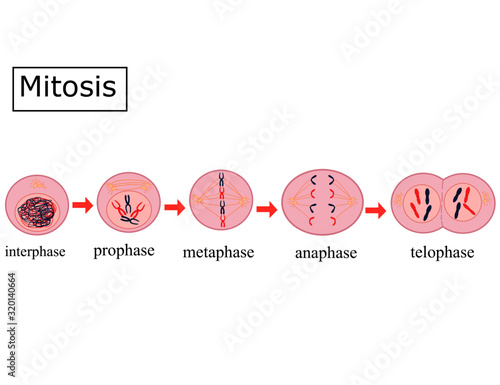 The four Mitosis Phases.Prophase, metaphase, anaphase, and telophase ...