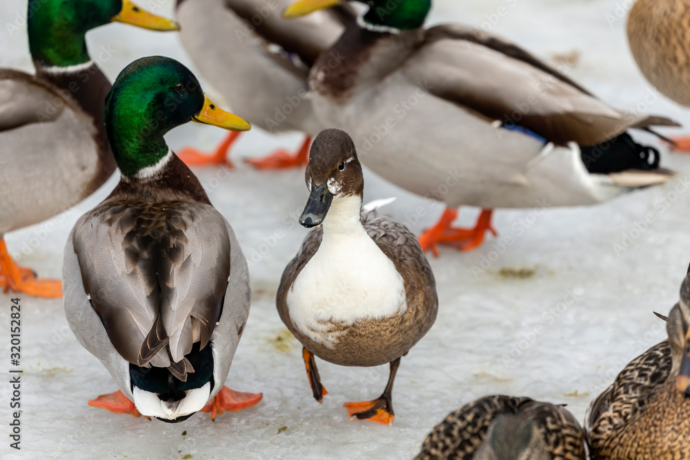 Hybrid of ducks, which occurs in nature large quantities. Natural scene ...