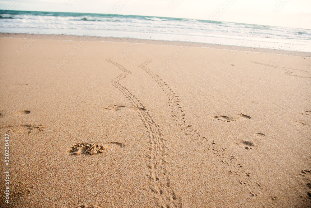 2 baby turtles footprint track on the beach Australia Queensland ...