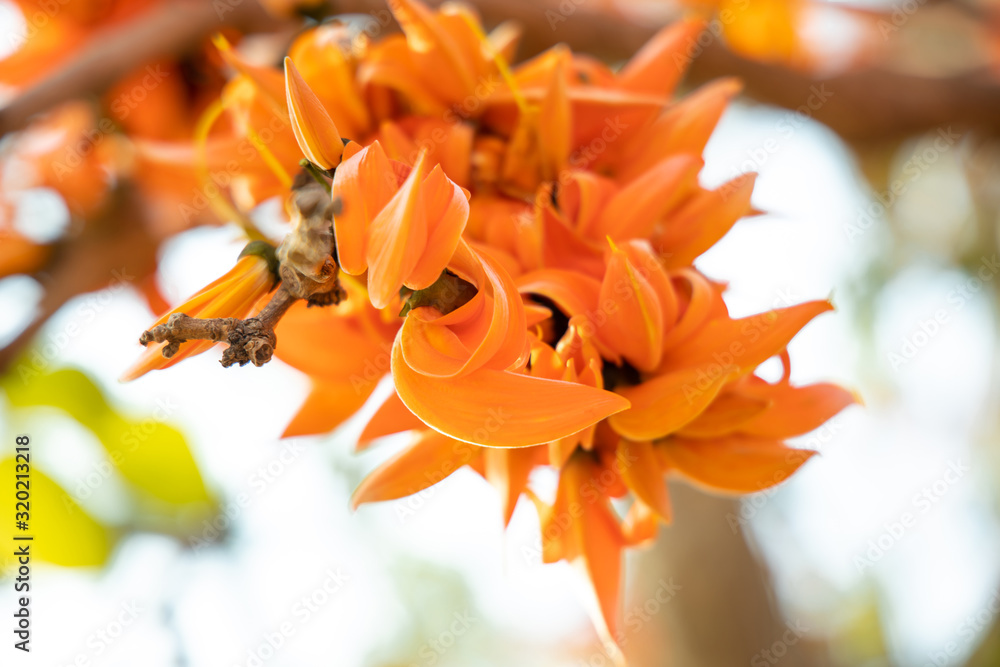 Butea Monosperma or palash flower of southeast asia from nature. Plaso ...