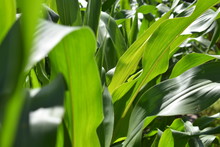 Corn Leaves Free Stock Photo - Public Domain Pictures