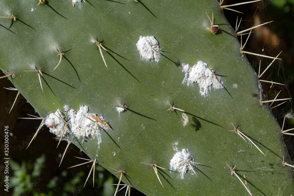 Higo chumbo (Opuntia maxima) afectado por la plaga de la cochinilla del ...