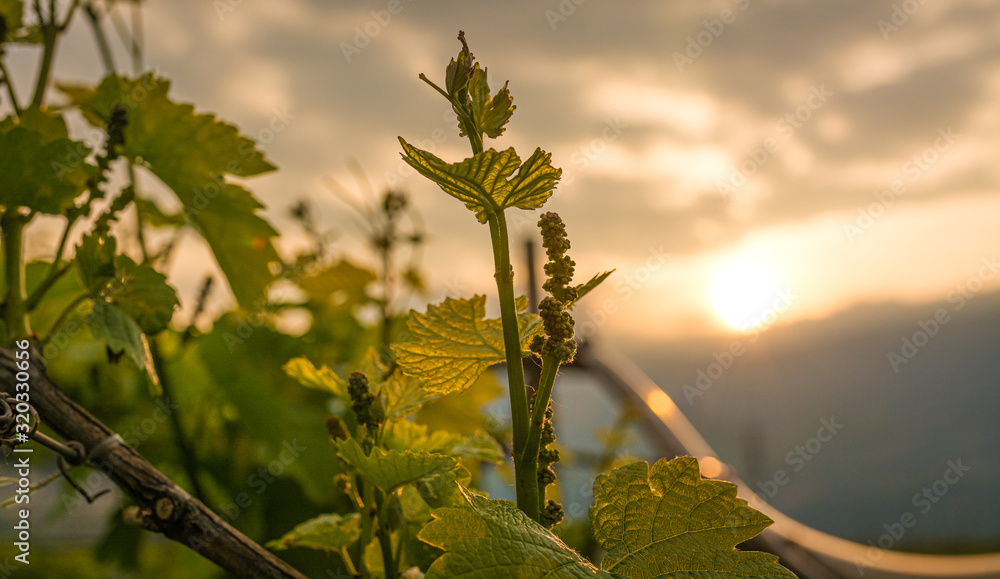 Close-up of developing inflorescences on grapevine (vitis vinifera) in ...