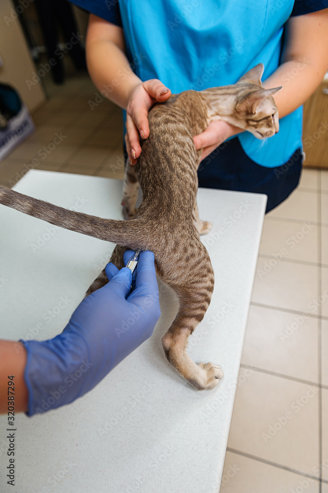 Measuring the temperature of the cat in the anus. Veterinary kitten ...