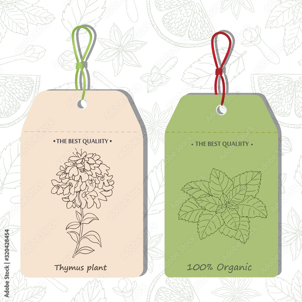 Medicinal herbs collection. Vector hand drawn illustration of mint and ...