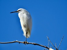 Blue Egret Free Stock Photo - Public Domain Pictures