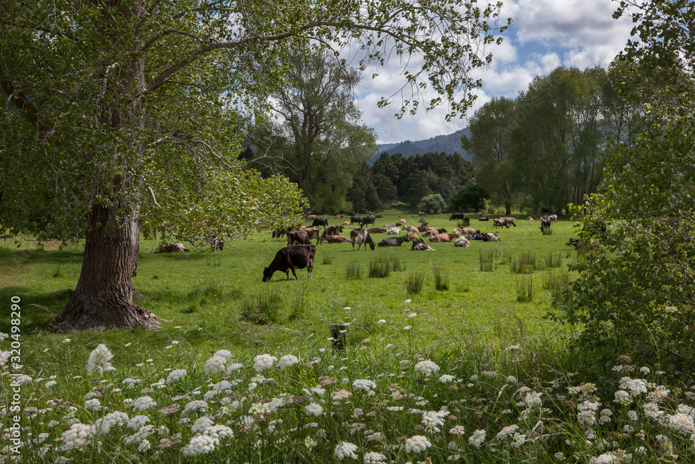 Okaihau. Northland. New Zealand. Cows. Cattle Stock Photo | Adobe Stock