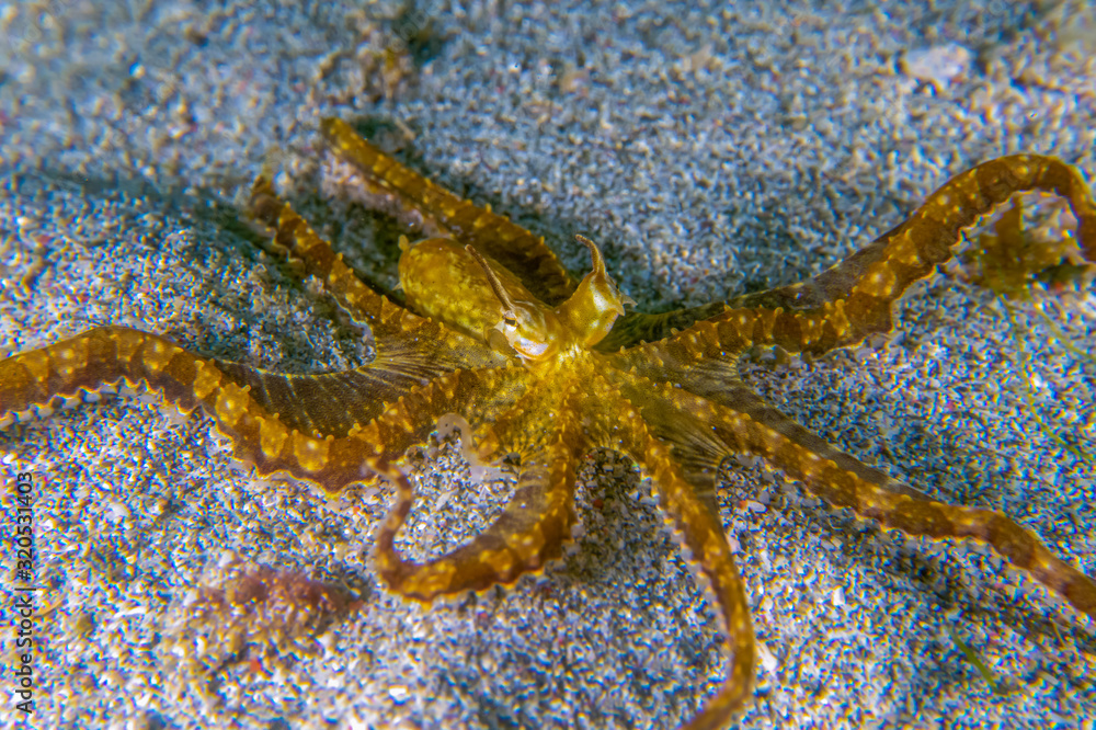 Mimic octopus (Thaumoctopus mimicus) on sandy bottom near Anilao ...